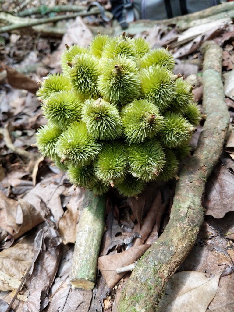 Phytocrene oblonga from Tân Phú, Đồng Nai, Việt Nam on May 22, 2020 at ...