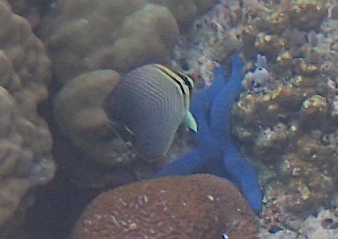 Eastern Triangle Butterflyfish from San Miguel Is, Monreal, Masbate ...