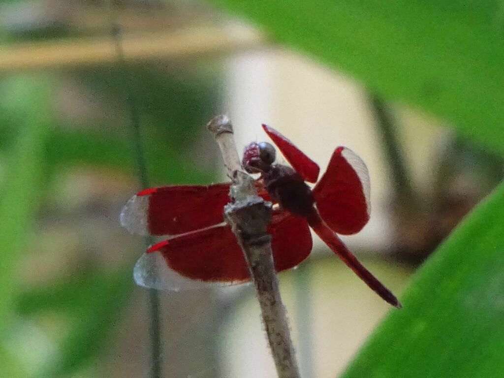 Common Parasol from Singapore on July 25, 2023 by Mei Li P. · iNaturalist