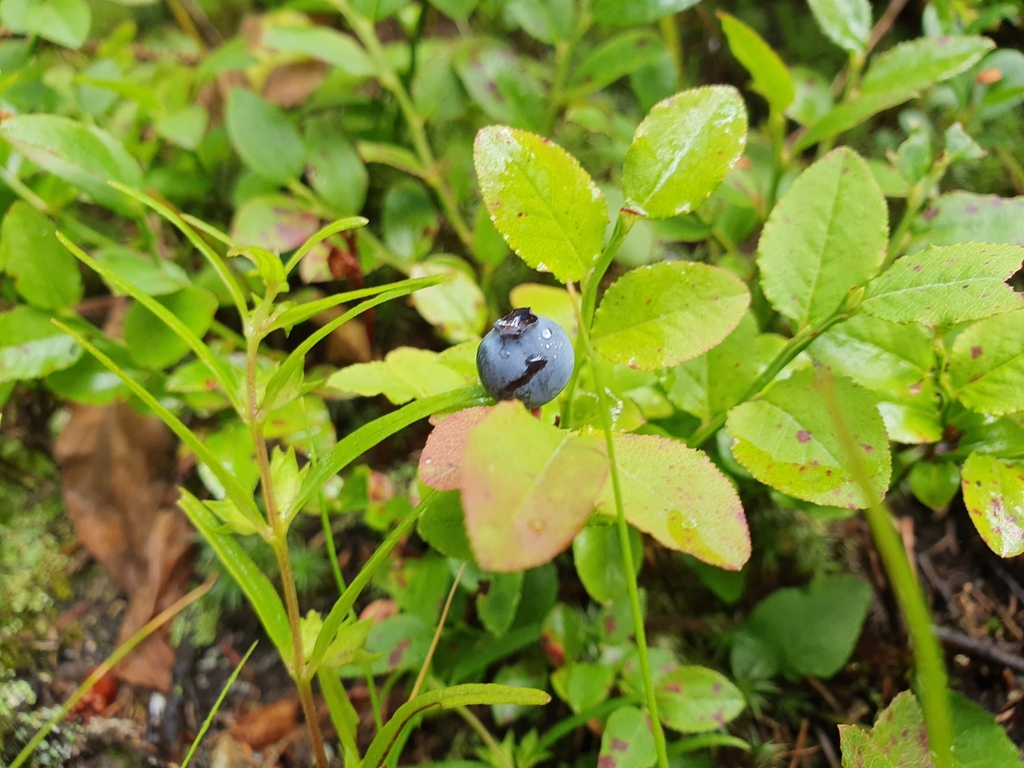 common bilberry from 74400 Chamonix, France on July 30, 2023 at 10:50 ...