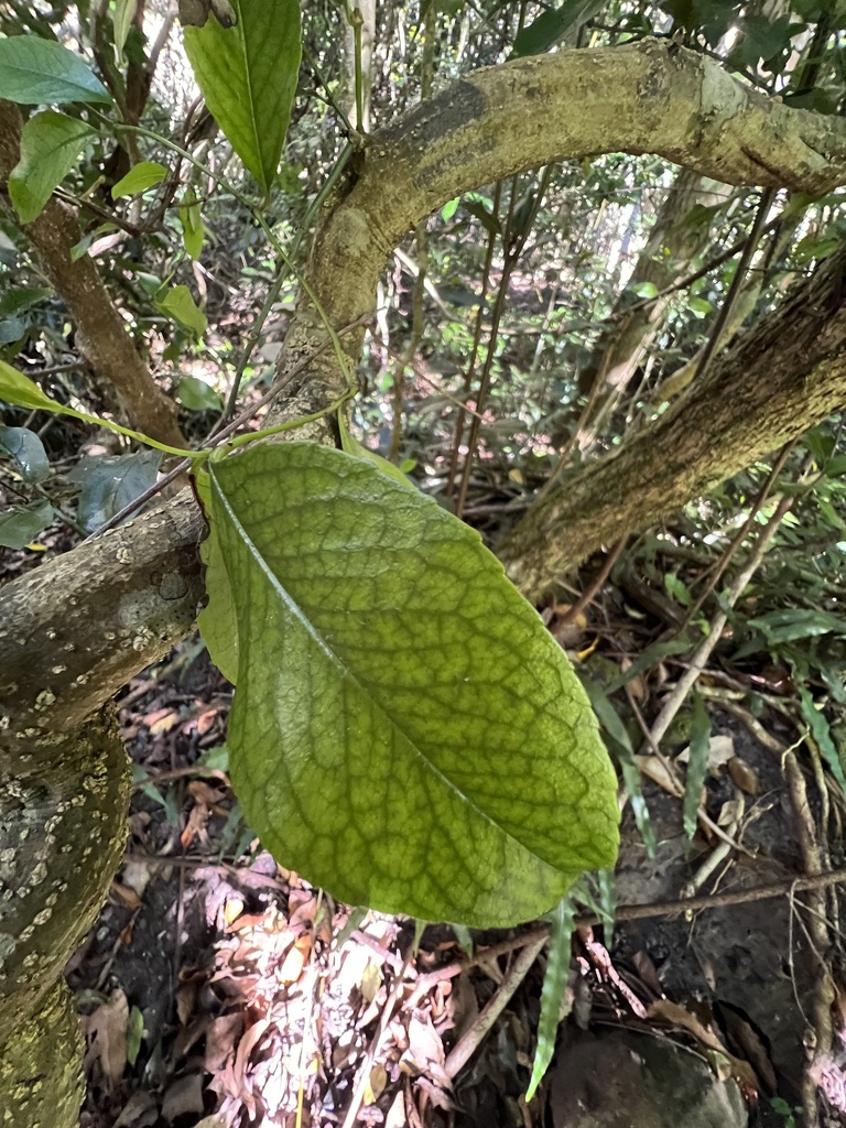 gum vine from Pointer Mountain, NSW, AU on July 31, 2023 at 01:01 PM by ...