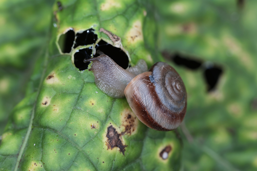 Cathaica fasciola from 中国北京市海淀区 on July 28, 2023 at 10:08 PM by Yishen ...