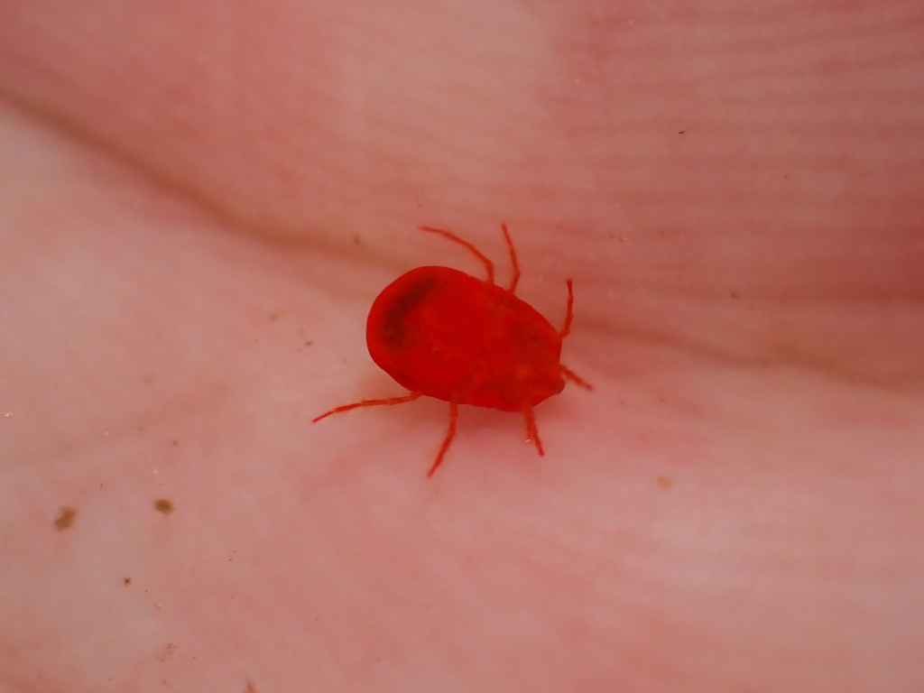 Red Freshwater Mite in July 2023 by Ocean. Big fully aquatic mites ...