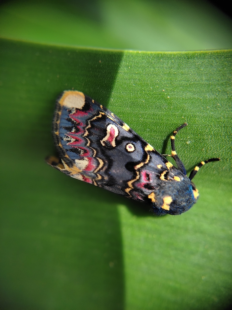 Indian Lily Moth from K. J. Somaiya College Of Arts And Commerce on ...