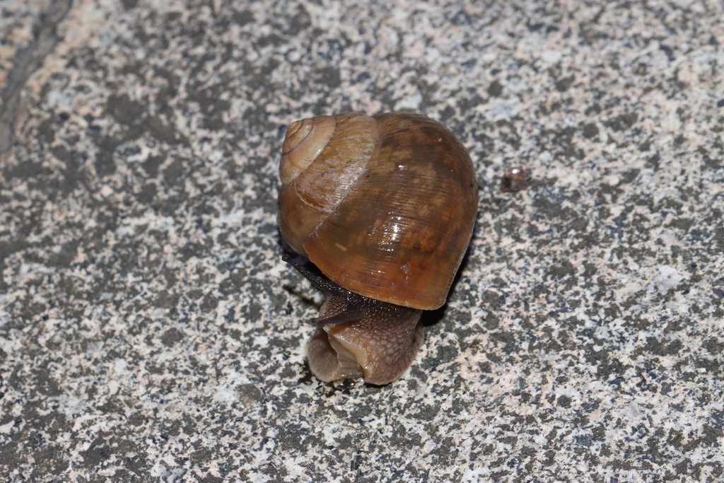 Acusta ravida from 杭州花圃 on July 30, 2023 at 09:01 PM by 燕旭阳 · iNaturalist