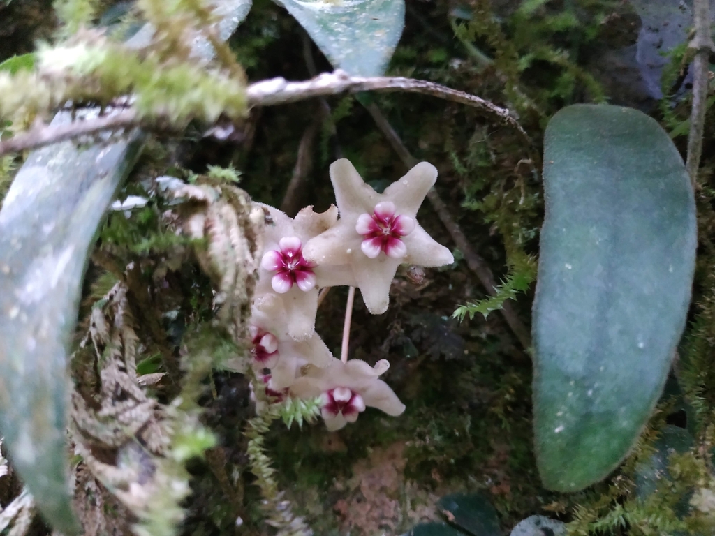 Wax plants on November 14, 2019 by Van Dinh · iNaturalist