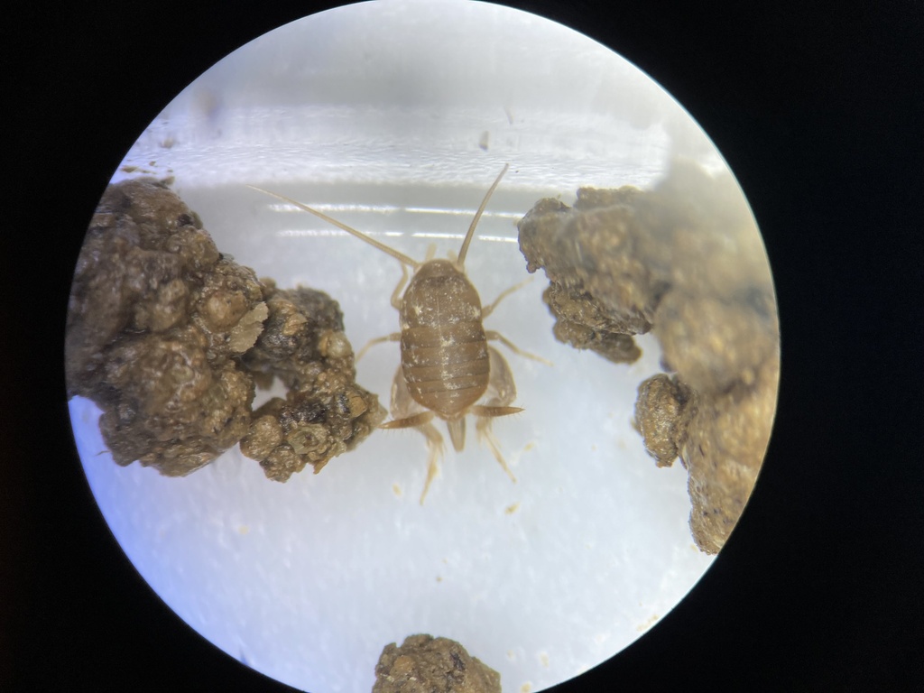 Ant Crickets in July 2023 by paris_yuna · iNaturalist
