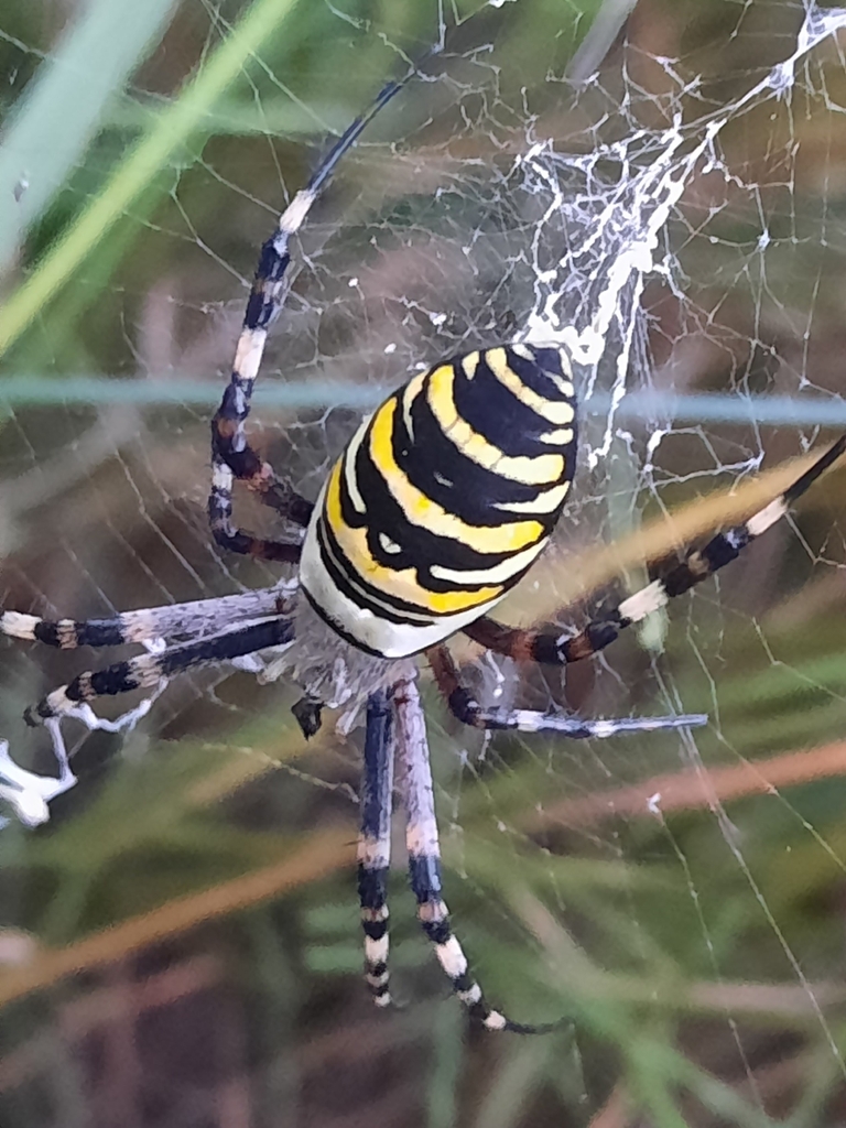 Wasp Spider from 294 71 Sölvesborg, Sweden on July 30, 2023 at 08:56 PM ...