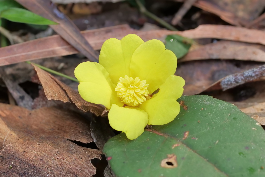 Toothed Guinea Flower from Durras North NSW 2536, Australia on July 17 ...