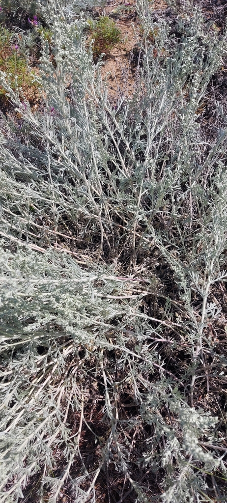 fringed sagebrush from Респ. Бурятия, Россия, 671273 on July 25, 2023 ...