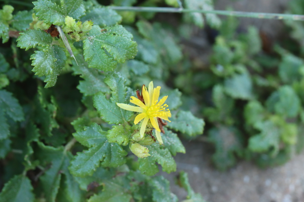 Burweeds from Emu Park QLD 4710, Australia on June 12, 2023 at 04:45 PM ...