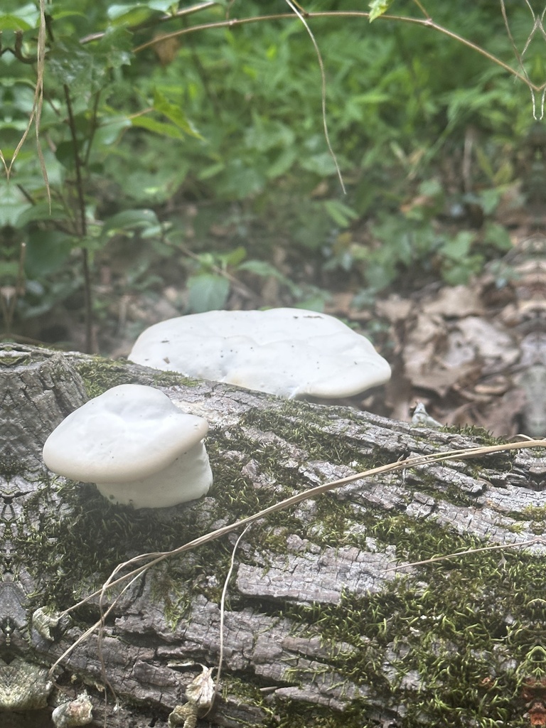 White Cheese Polypore from Lionel Hampton Park, Atlanta, GA, US on July ...