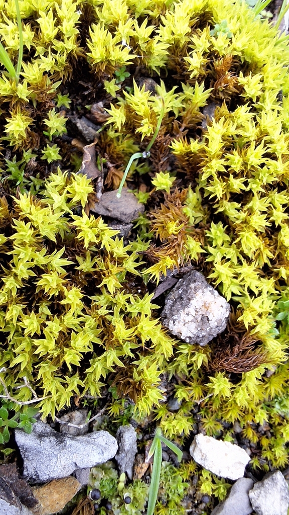 Barbula calycina from Aberfoyle Park SA 5159, Australia on July 31 ...