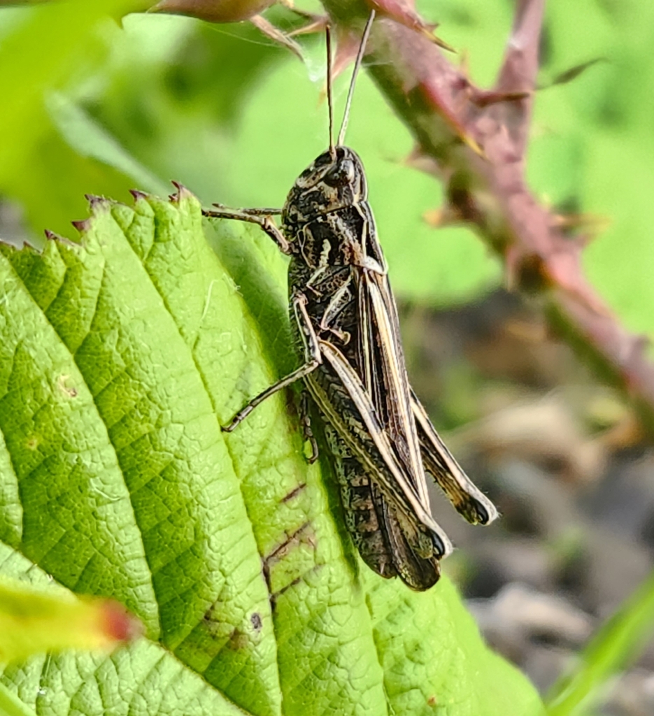 Common Field Grasshopper from Glasgow G20 9BJ, UK on July 30, 2023 at ...