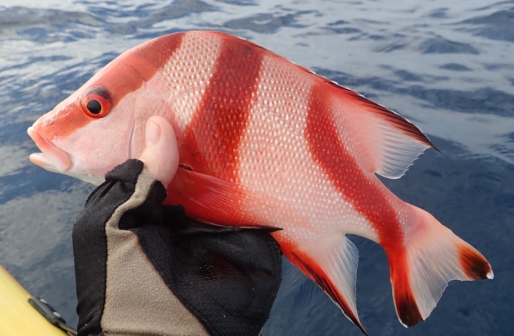 Red Emperor Snapper (Lutjanus sebae) - Marine Life Identification
