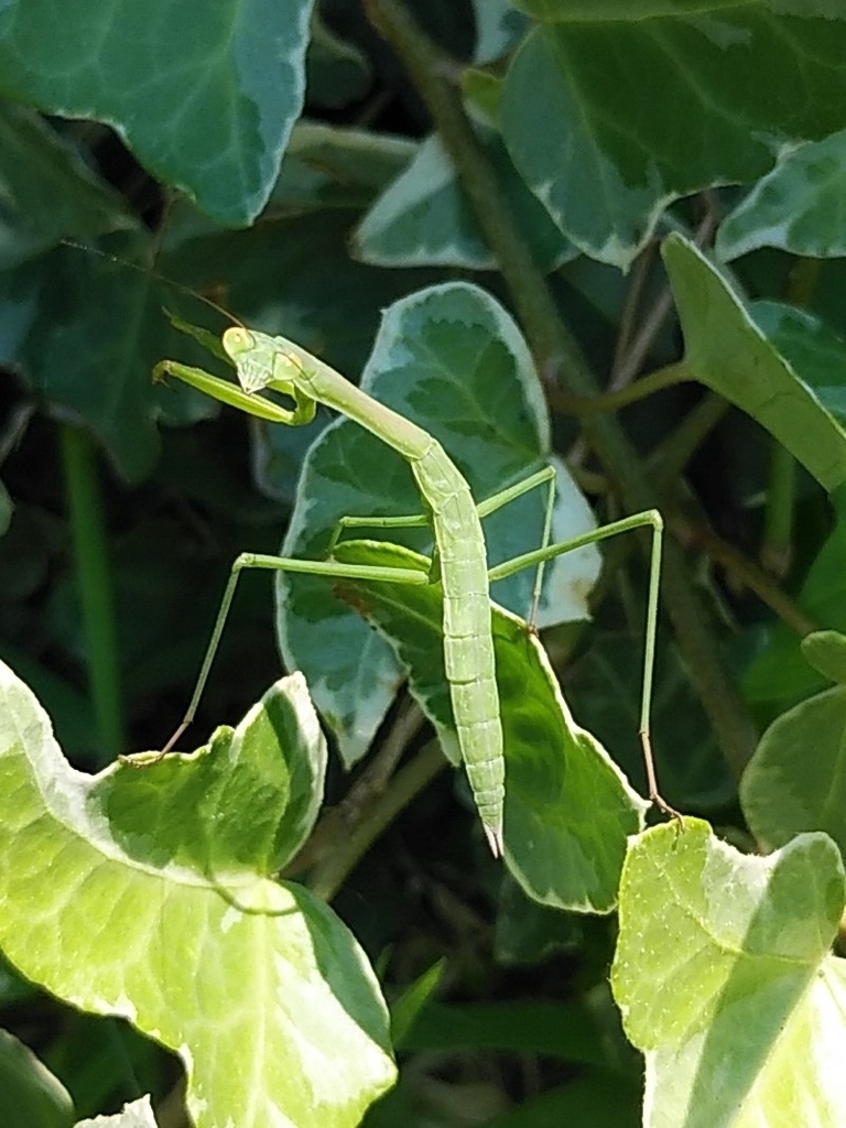 Chinese Mantis in July 2023 by hoshi-mokyu · iNaturalist
