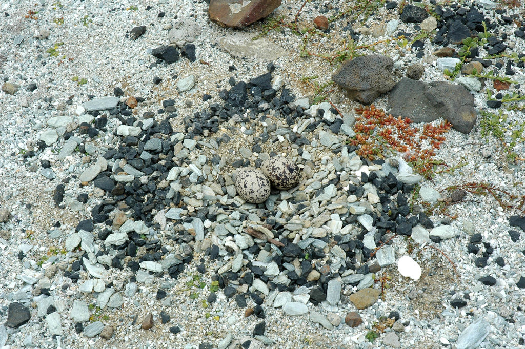 Chatham Oystercatcher in November 2009 by Colin Ogle. Eggs in nest ...