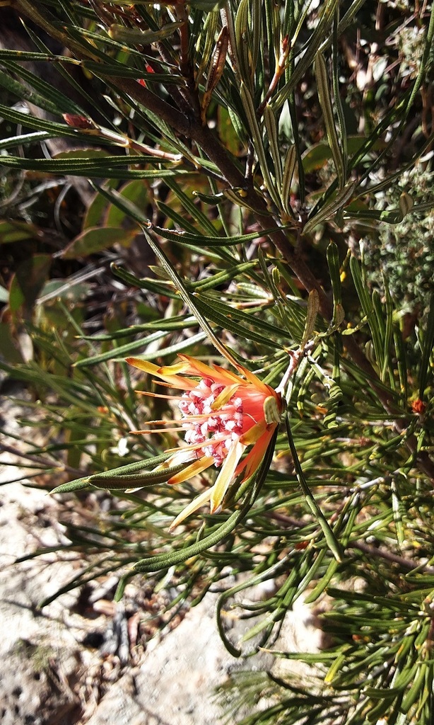 Mountain Devil from Boolijah NSW 2540, Australia on July 24, 2023 at 11 ...