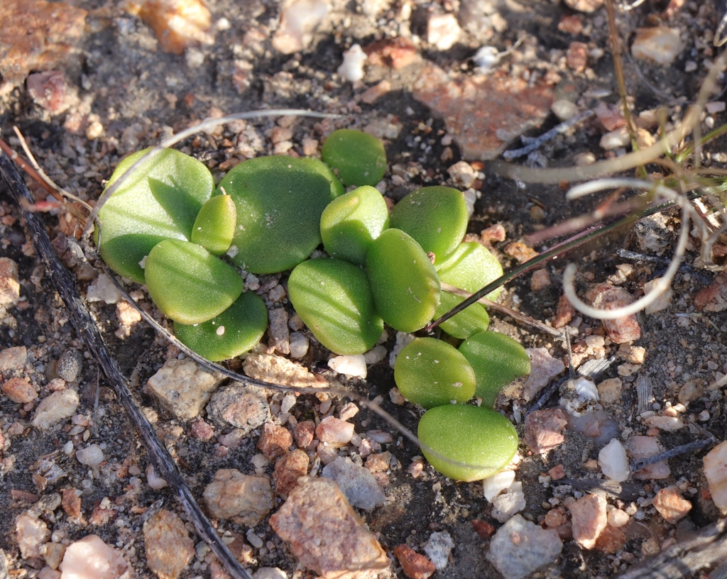 dicots from Nartjieskloofberg, Uniondale District on July 27, 2023 at ...
