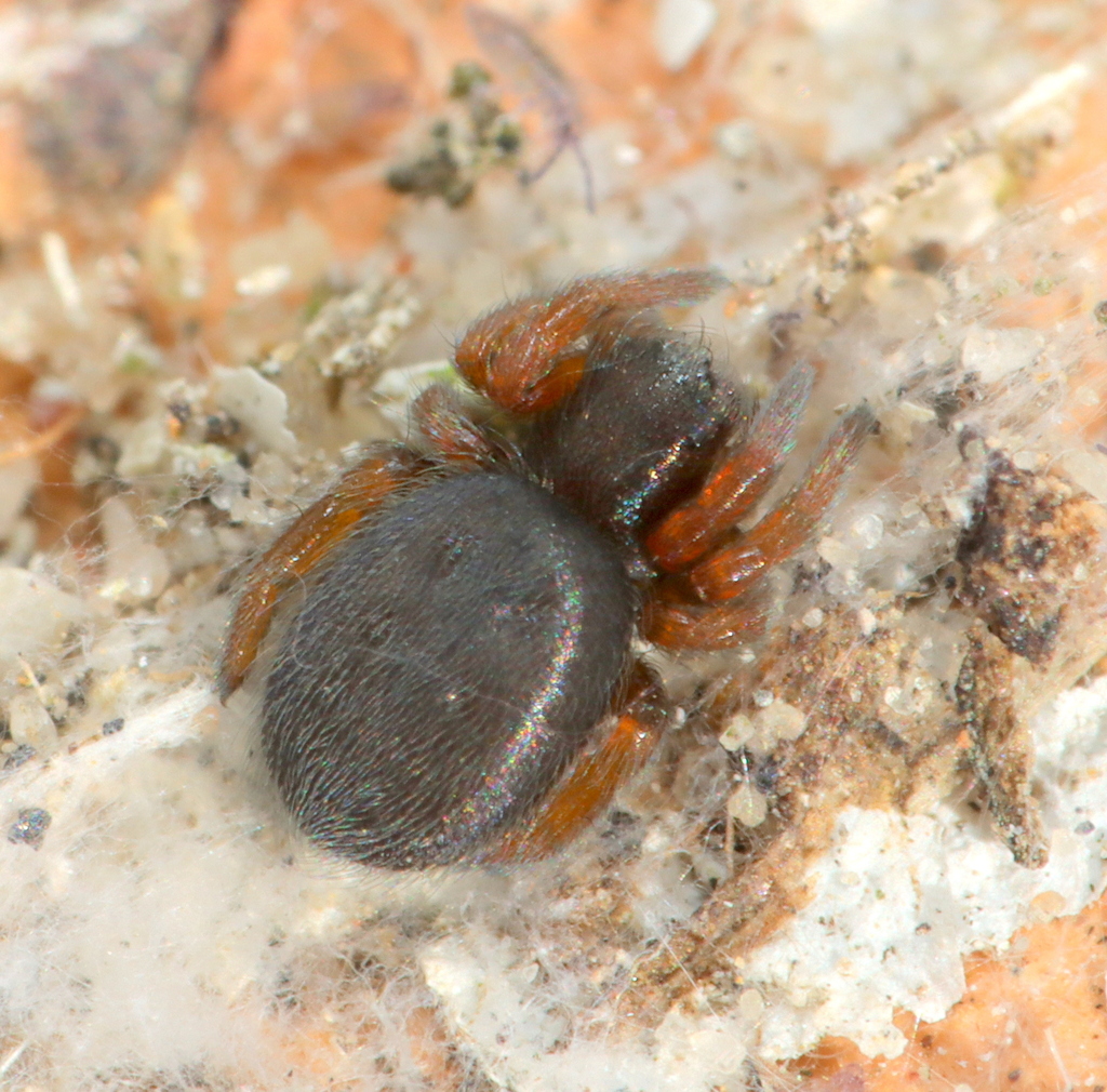 Velvet Spiders from Dwarskersbos, Velddrif, 7365, South Africa on July ...