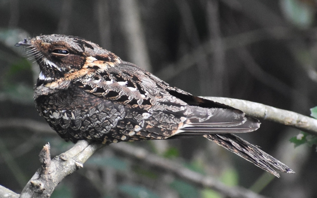 Fiery-necked Nightjar from 26 Hely Hutchinson Road, Mtunzini, 3867 ...