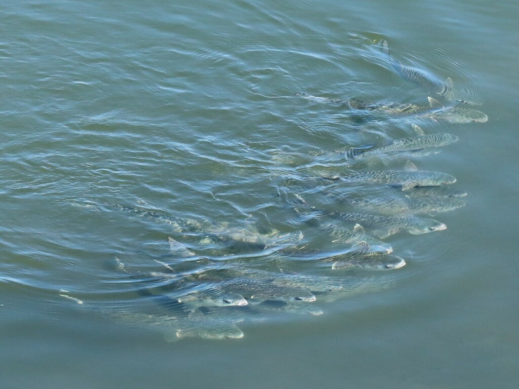 Sea Mullet from Causeway Lake QLD 4703, Australia on June 14, 2023 at ...
