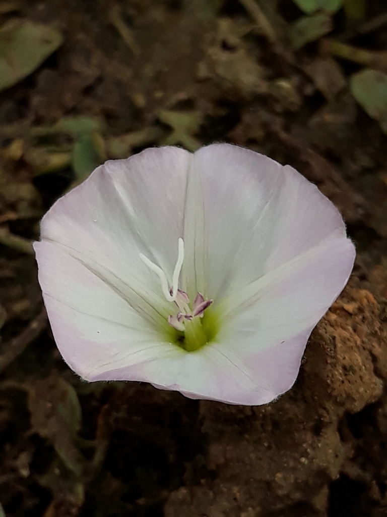 field bindweed in July 2023 by Karim Haddad · iNaturalist