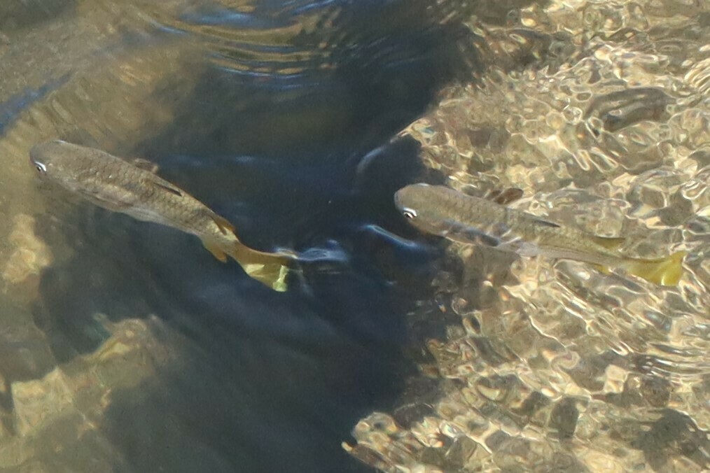 Squaretail Mullet from Causeway Lake QLD 4703, Australia on June 14 ...