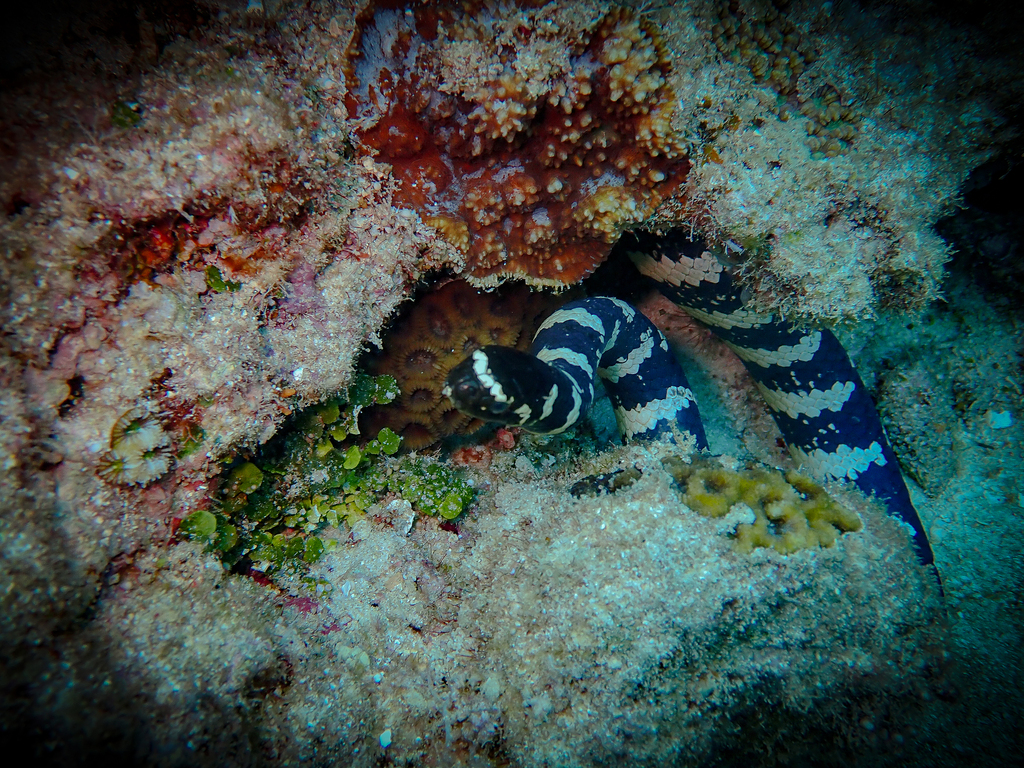 Ijima's Sea Snake from 2260 Serakaki, Onna, Kunigami District, Okinawa ...
