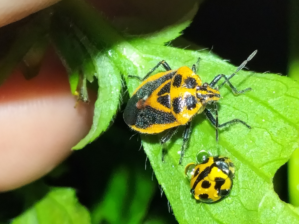 Horehound Bug from Kuranda QLD 4881, Australia on July 31, 2023 at 09: ...