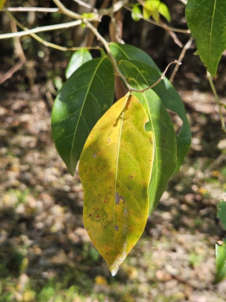 Cheese Tree from Lake MacDonald QLD 4563, Australia on July 31, 2023 at ...
