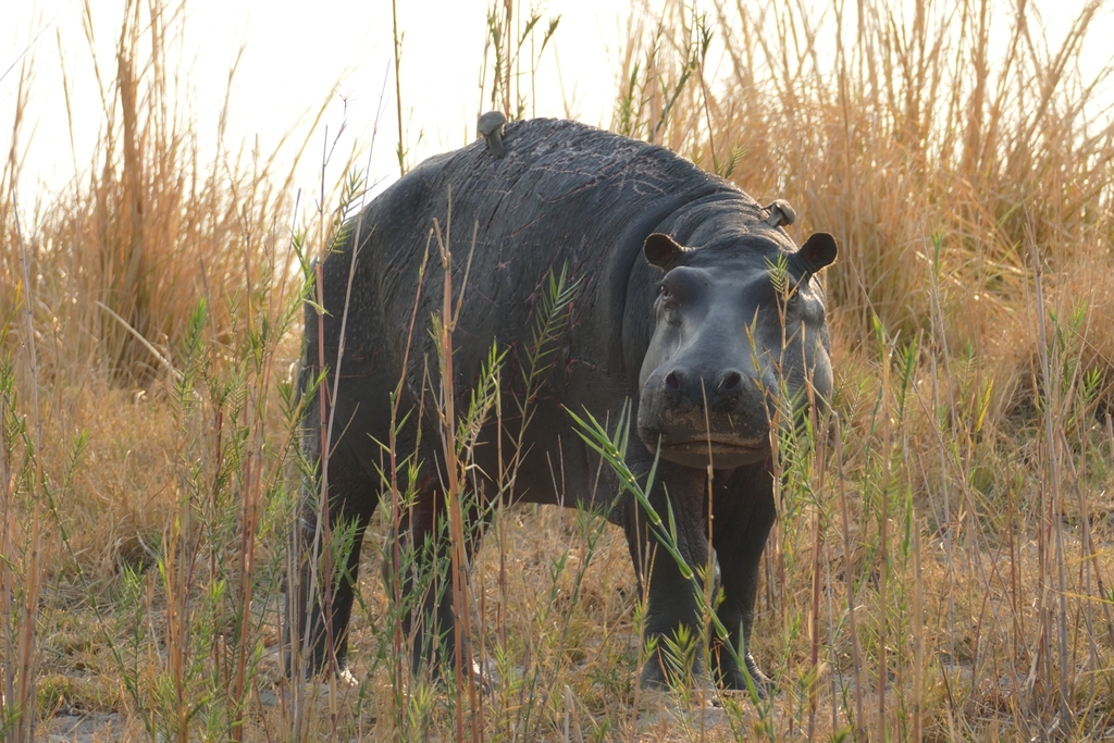 Common Hippopotamus in September 2019 by swsankt · iNaturalist United ...