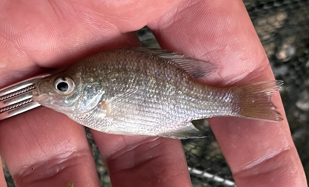 Bluegill from Colorado River, Smithville, TX, US on July 30, 2023 at 08 ...