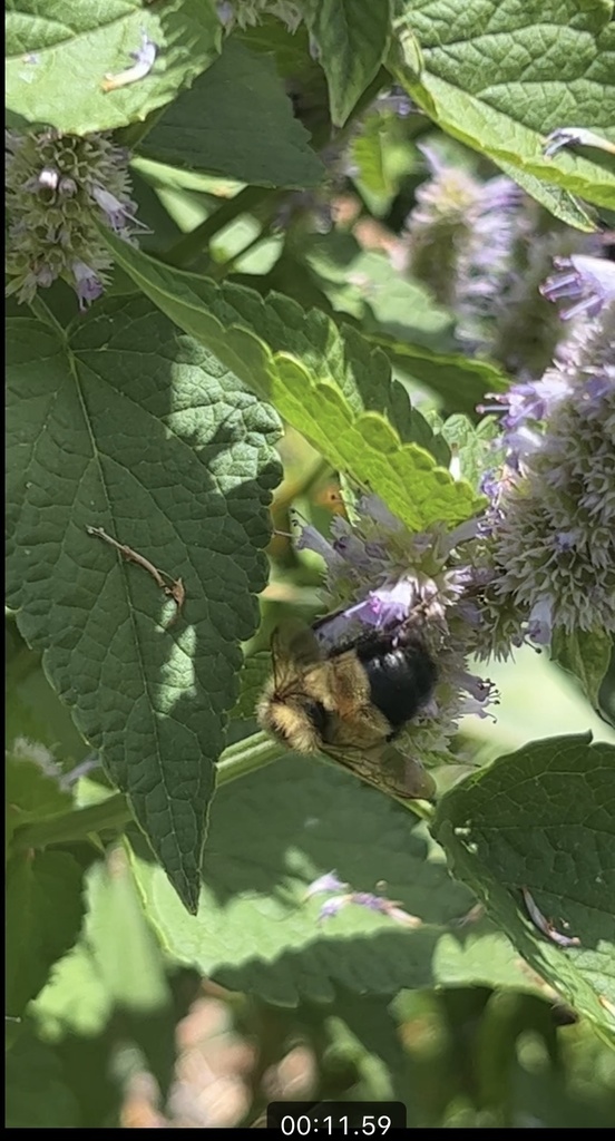 Rusty-patched Bumble Bee in July 2023 by schobes · iNaturalist