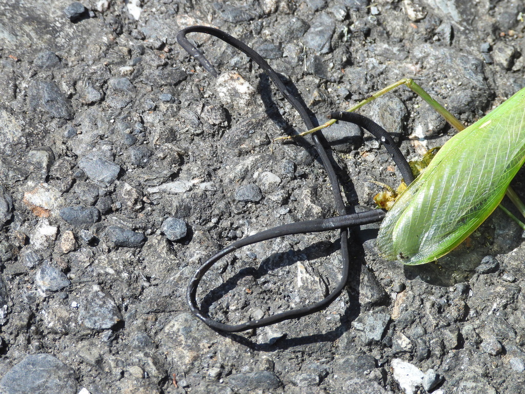 Chordodes formosanus from 台灣宜蘭縣 on July 3, 2023 at 09:06 AM by Max ...