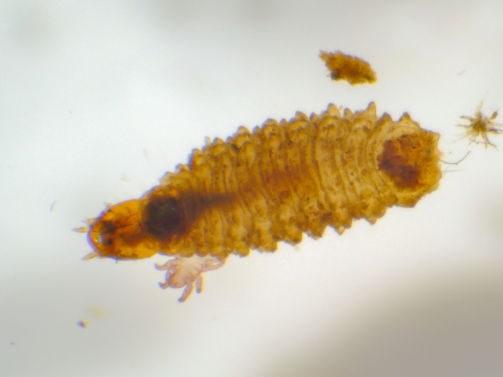 Water Scavenger Beetles from Balook VIC 3971, Australia on May 13, 2023 ...