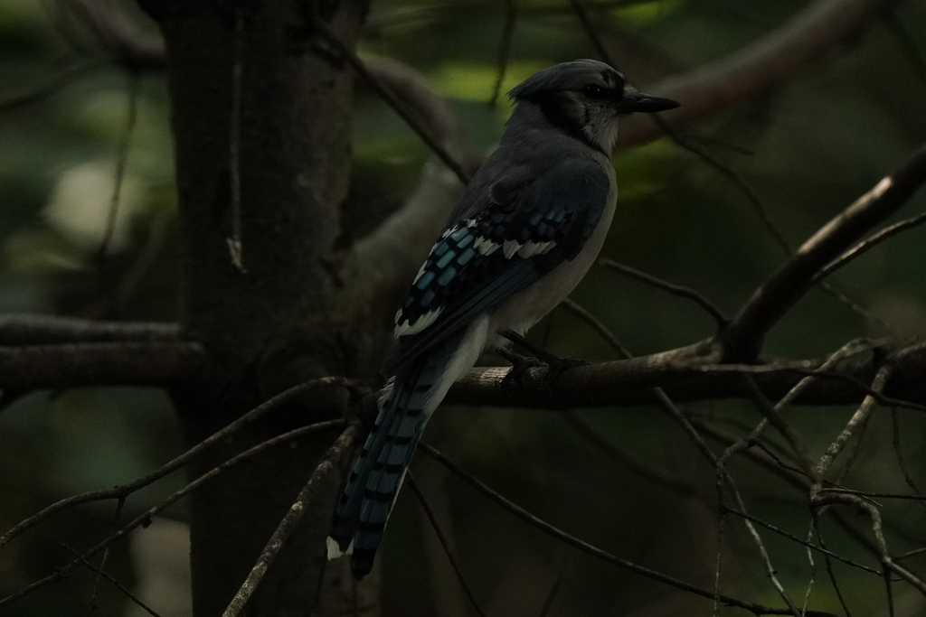 Blue Jay from Central Park West Historic District, New York, NY, USA on ...