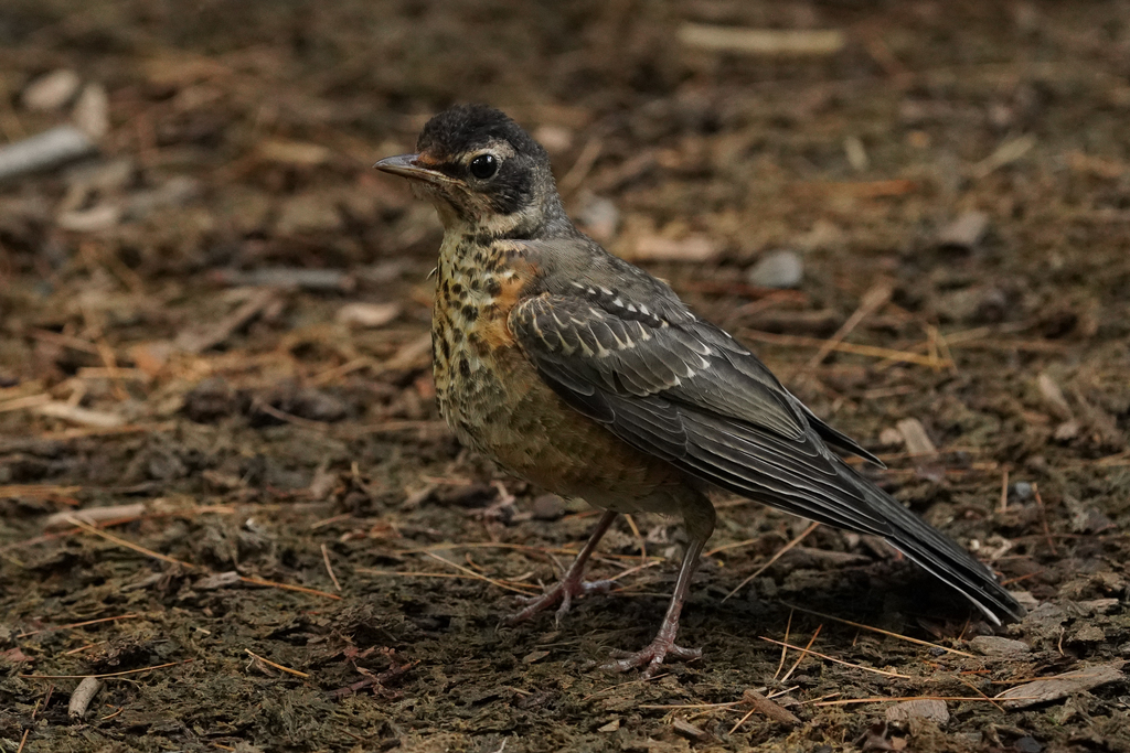 American Robin from Central Park West Historic District, New York, NY ...