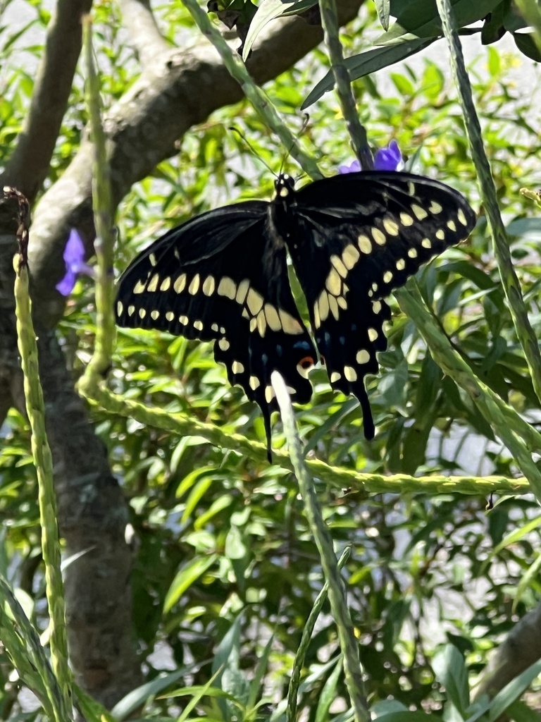 Black Swallowtail from N Hyer Ave, Orlando, FL, US on July 30, 2023 at ...