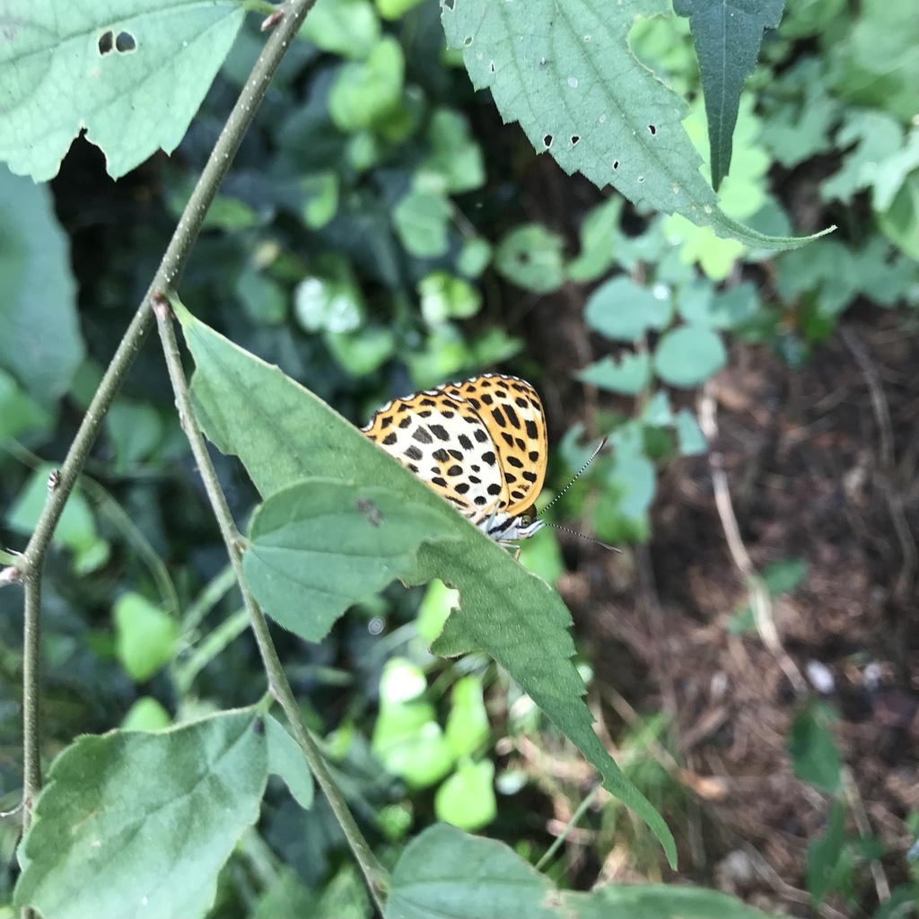 Spotted leopard butterfly from 金陵御花园西区, 南京市, 江苏省, CN on July 31, 2023 ...