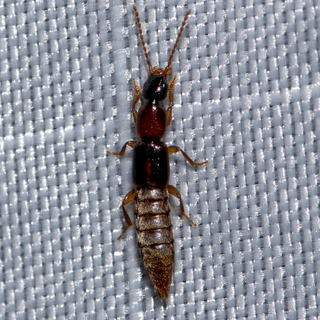 Lathrobiini from Cooter's Bog, Vernon Parish, LA, USA on July 25, 2023 ...