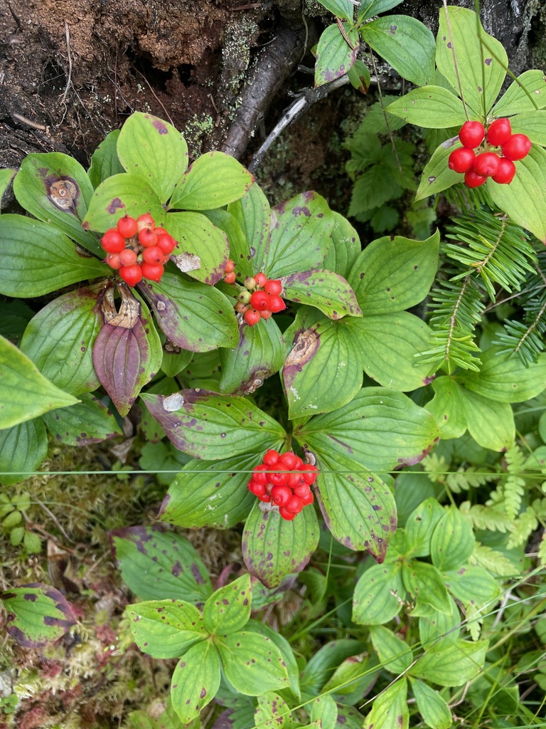 Canadian bunchberry from Ferdinand, VT, USA on July 25, 2023 at 02:23 ...