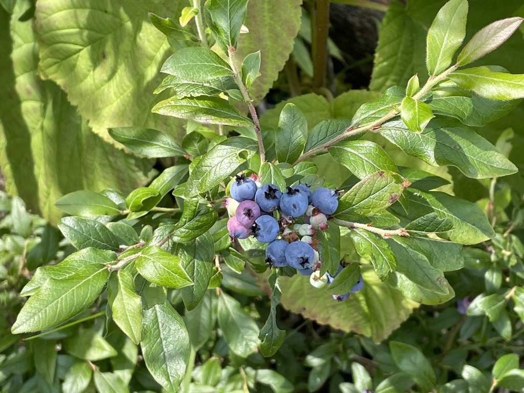 velvetleaf blueberry from Ferdinand, VT, USA on July 25, 2023 at 02:30 ...