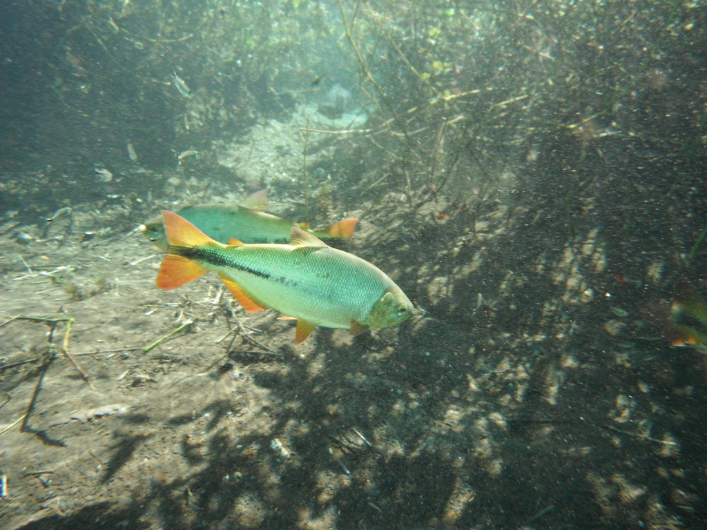 Piraputanga (Brycon hilarii) - Marine Life Identification