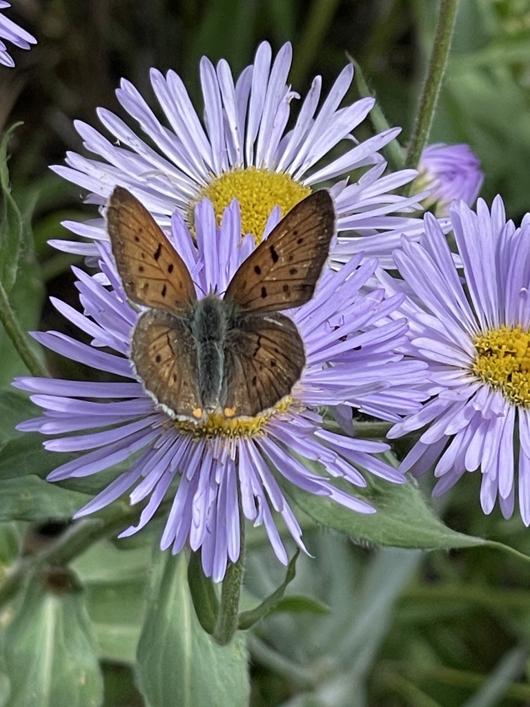 Tharsalea dorcas sangremar in July 2023 by Diane Collier · iNaturalist