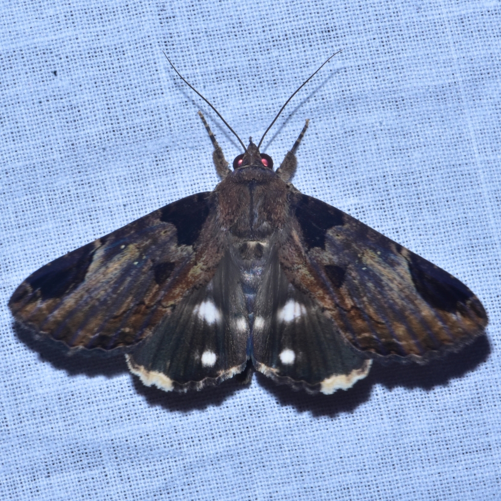 Ercheia cyllaria from Melukavu on July 28, 2023 at 02:17 AM by Renjith ...
