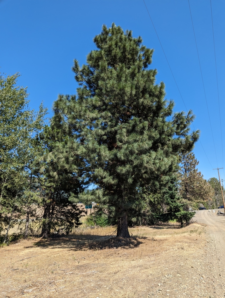 Ponderosa Pine from Cle Elum, WA 98922, USA on July 30, 2023 at 03:16 ...