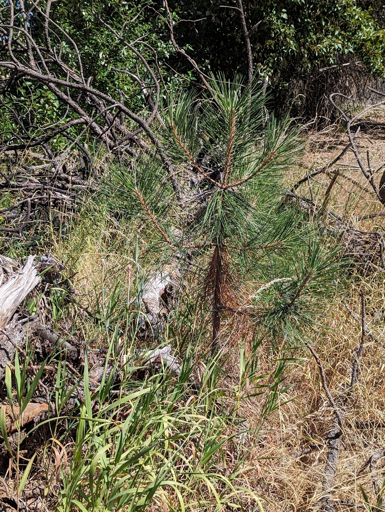 Ponderosa Pine from Cle Elum, WA 98922, USA on July 30, 2023 at 03:15 ...