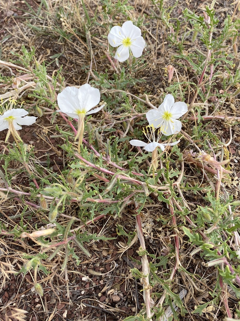 Pale Evening Primrose from Flaming Gorge National Recreation Area ...