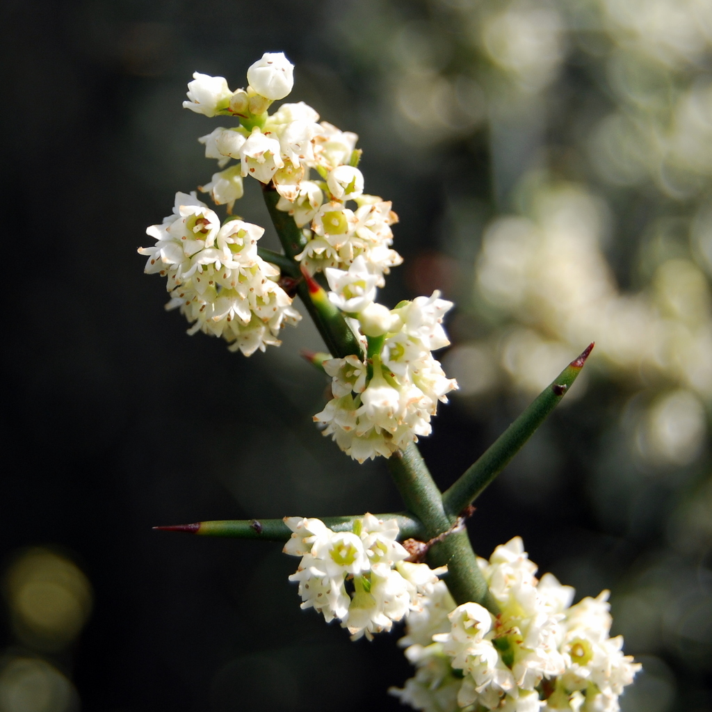 Australian anchor plant (Discaria pubescens) - Botanical Realm